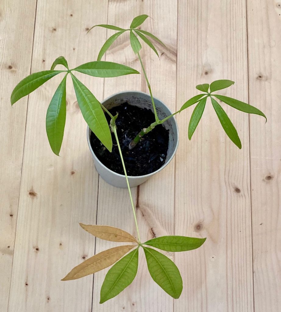 育て方が簡単な観葉植物・パキラの葉が黄色に変色！？原因を探って対処しました｜月にサボテン